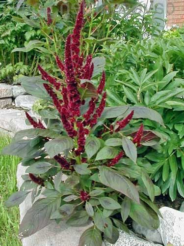 Amaranthus Pygmy Torch | Purple Amaranth | 50 Seeds