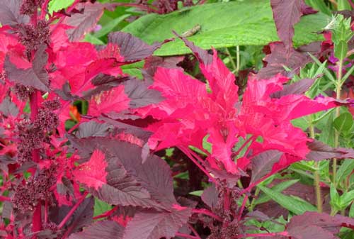 Amaranthus tricolor | Early Splendor | 100 Seeds