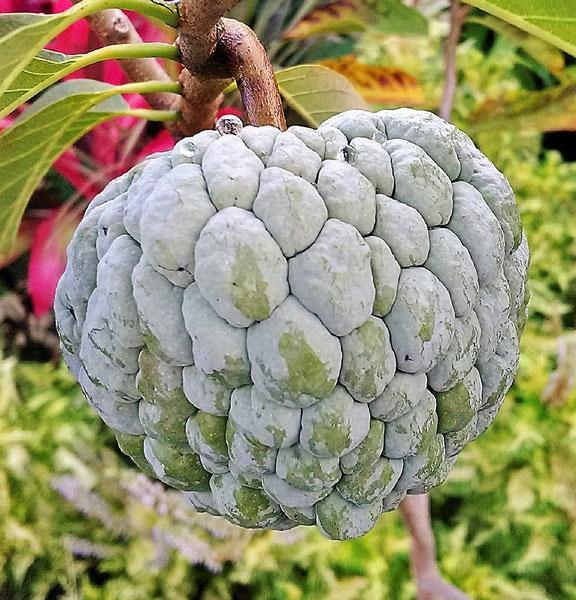 Annona squamosa | Sugar Apple | Sweetsop | 20 Seeds