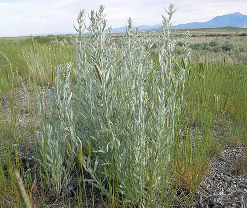 Artemisia ludoviciana | White Sagebrush | 150 Seeds