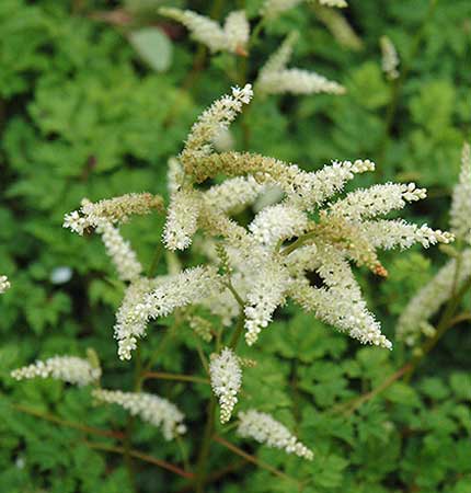 Aruncus aethusifolius | Dwarf Goat's Beard | 150 Seeds