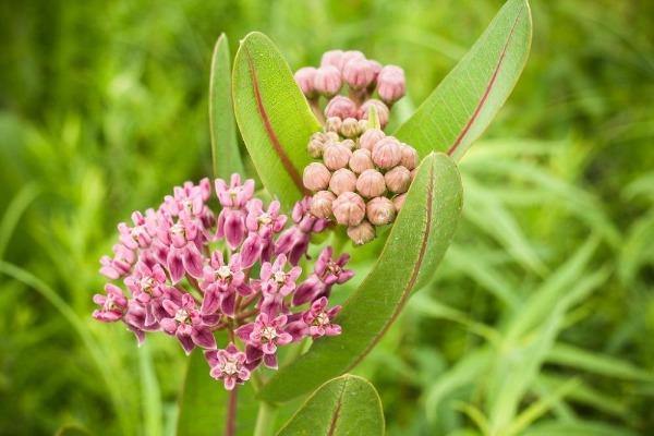 Asclepias sullivantii | Prairie Milkweed | 40 Seeds