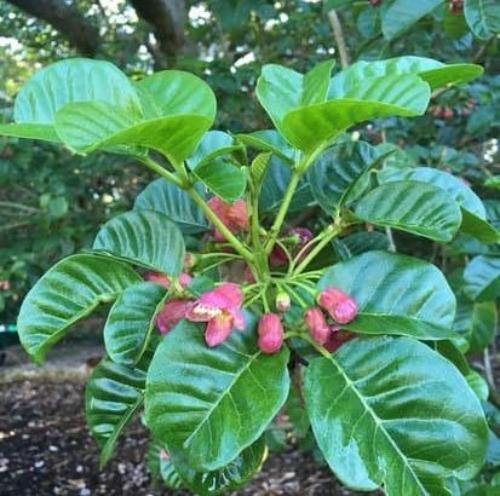Vitex lucens Puriri | Puriri Tree | 10 Seeds