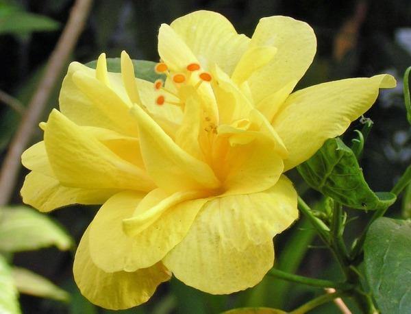 Hibiscus rosa-sinensis | Butterball | Tropical Hibiscus | 5 Seeds