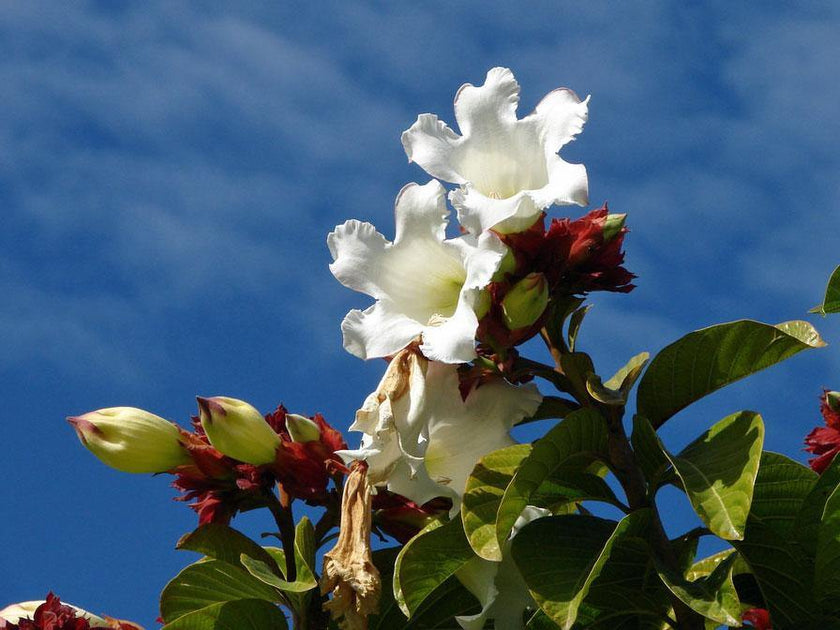 Beaumontia grandiflora | Heralds Trumpet | 20 Seeds