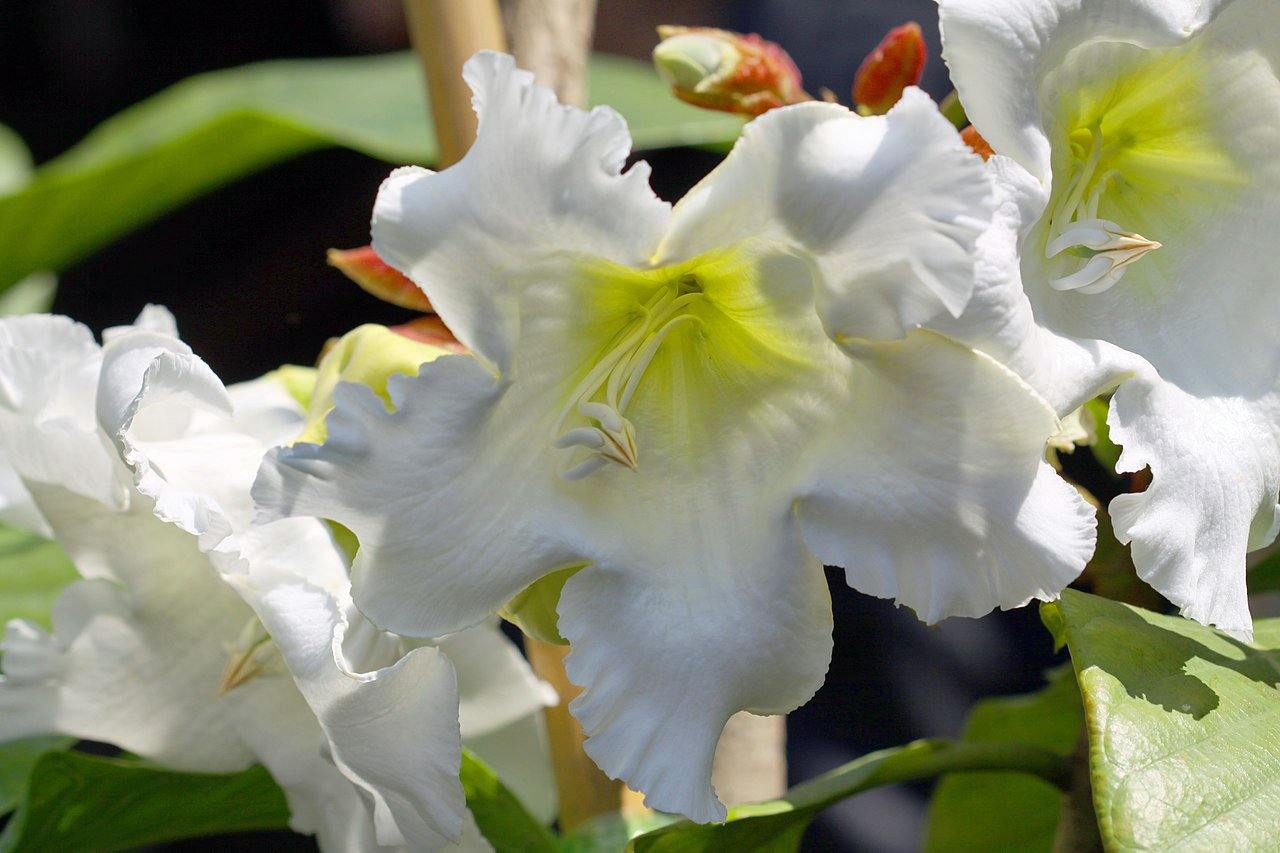 Beaumontia grandiflora | Heralds Trumpet | 20 Seeds