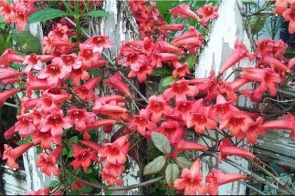 Bignonia capreolata Atrosanguinea | Red Crossvine | 5 Seeds