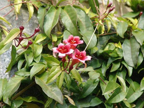 Bignonia capreolata Atrosanguinea | Red Crossvine | 5 Seeds