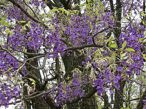 Bolusanthus speciosus | Tree Wisteria | 5 Seeds