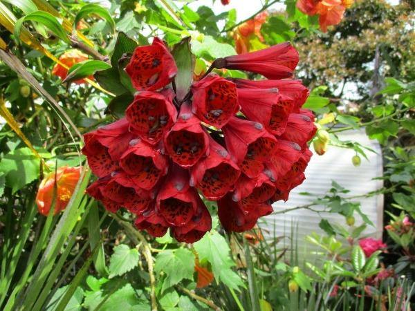 Bomarea sp. | Big Red Bomarea | 10 Seeds
