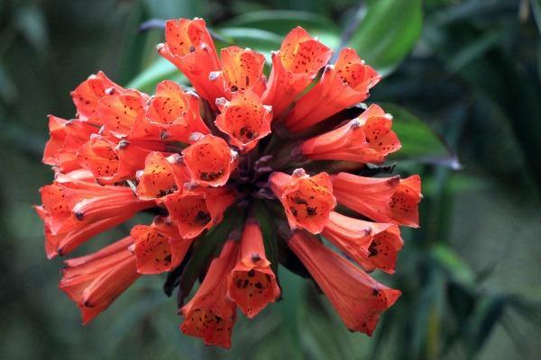 Bomarea sp. | Big Red Bomarea | 10 Seeds