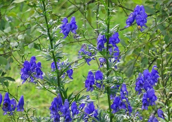 Aconitum napellus | Monkshood | 10 Seeds