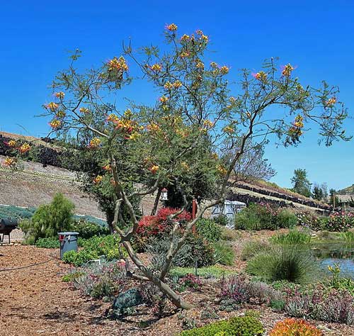 Caesalpinia gilliesii | Desert Bird of Paradise | 5 Seeds