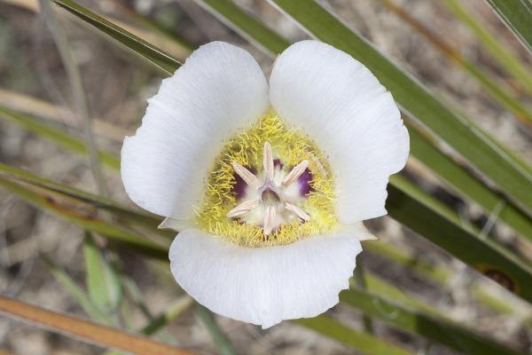 Calochortus ambiguus | Arizona Mariposa Lily | Waxy Mariposa Lily | 10