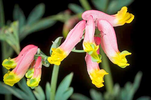 Corydalis sempervirens | Rock Harlequin | 50 seeds