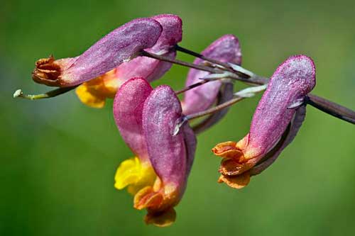 Corydalis sempervirens | Rock Harlequin | 50 seeds