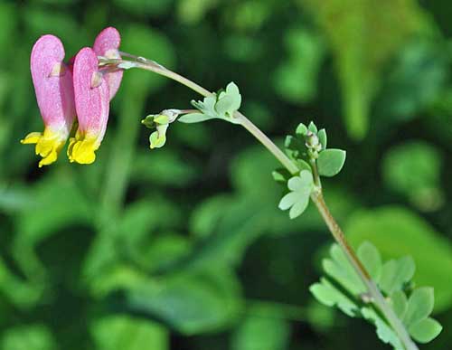 Corydalis sempervirens | Rock Harlequin | 50 seeds