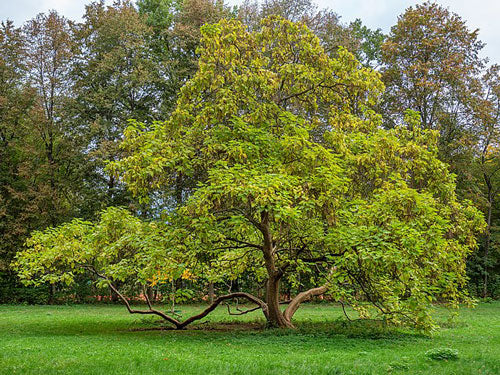 Catalpa bignonioides | Fish Bait Tree | Southern Catalpa | 10 Seeds