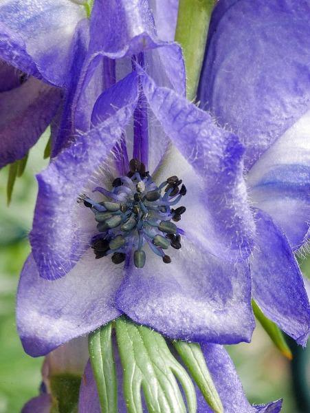 Aconitum napellus | Monkshood | 10 Seeds