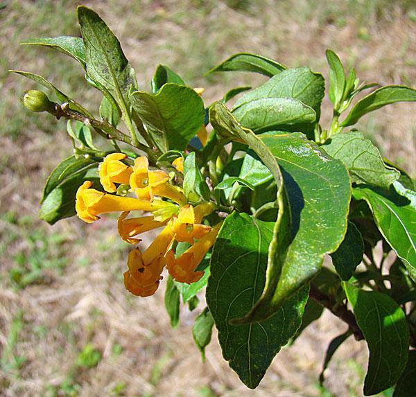 Cestrum auriculatum | Yellow Cestrum | 5 Seeds