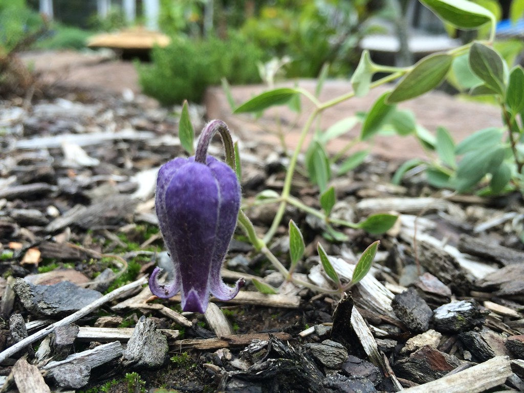 Clematis scottii | Scotts Clematis | 5 Seeds