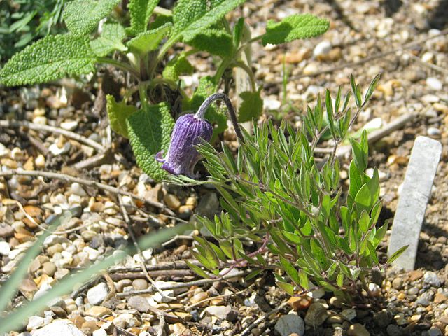 Clematis scottii | Scotts Clematis | 5 Seeds