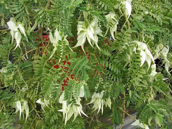 Clianthus puniceus Alba | White Kakabeak | 5 Seeds