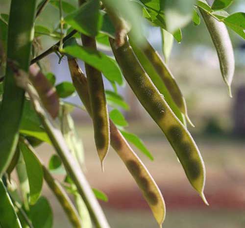 Clitoria ternatea | Single Pink Butterfly Pea | 10 Seeds