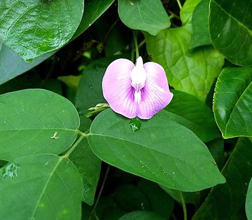 Clitoria ternatea | Single Pink Butterfly Pea | 10 Seeds