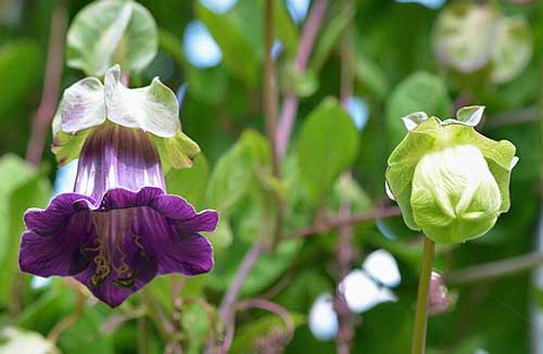 Cobaea scandens | Cup and Saucer Vine | 10 Seeds