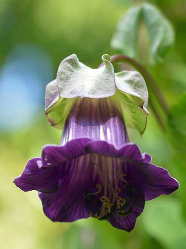 Cobaea scandens | Cup and Saucer Vine | 10 Seeds