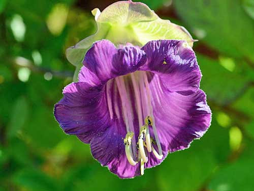 Cobaea scandens | Cup and Saucer Vine | 10 Seeds