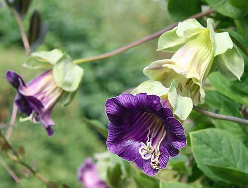 Cobaea scandens | Cup and Saucer Vine | 10 Seeds