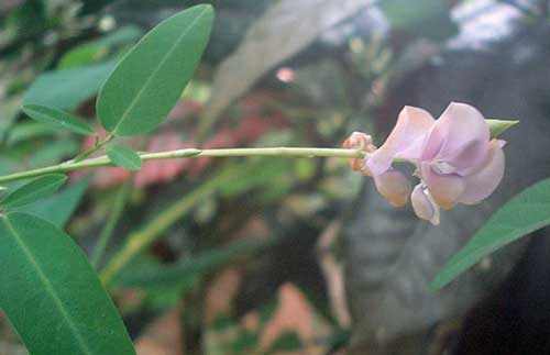 Codariocalyx motorius | Dancing or Telegraph Plant | 10 Seeds