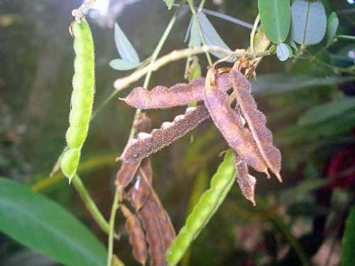 Codariocalyx motorius | Dancing or Telegraph Plant | 10 Seeds