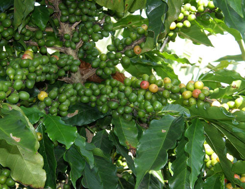 Coffea arabica | Caturra | Dwarf Coffee Plant | 10 Seeds