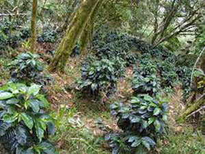 Coffea arabica | Caturra | Dwarf Coffee Plant | 10 Seeds