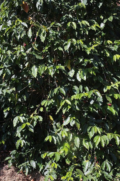 Coffea arabica Gesha | Geisha Coffee | 10 Seeds