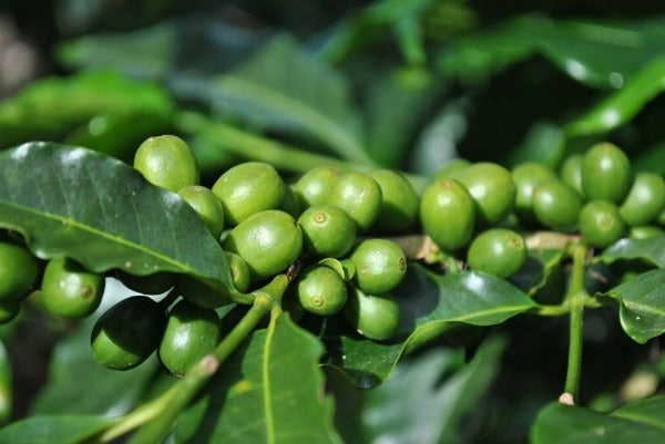 Coffea arabica Gesha | Geisha Coffee | 10 Seeds
