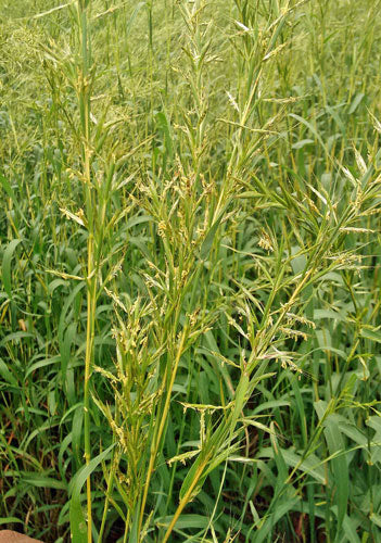 Cymbopogon martini | Palmarosa | Gingergrass | 50 Seeds