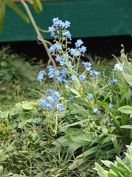 Cynoglossum amabile | Chinese Forget Me Not | 100 Seeds