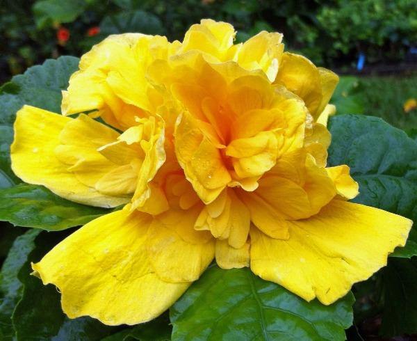 Hibiscus rosa-sinensis | Butterball | Tropical Hibiscus | 5 Seeds