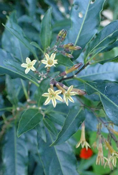 Cestrum parqui | Green Cestrum | Palqui | 10 Seeds