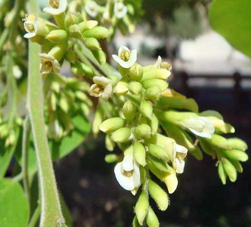 Dalbergia sissoo | Indian Rosewood | 25 Seeds