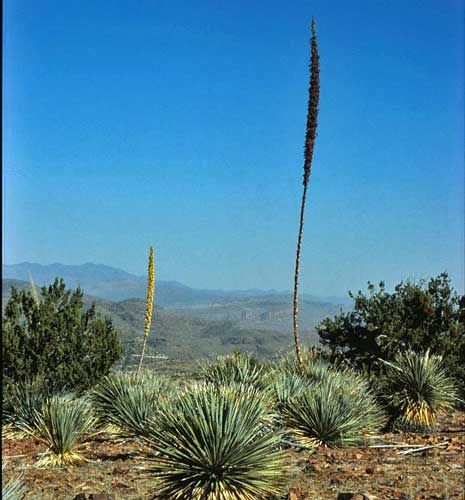 Dasylirion wheeleri | Blue Sotol | Desert Spoon | 10 Seeds