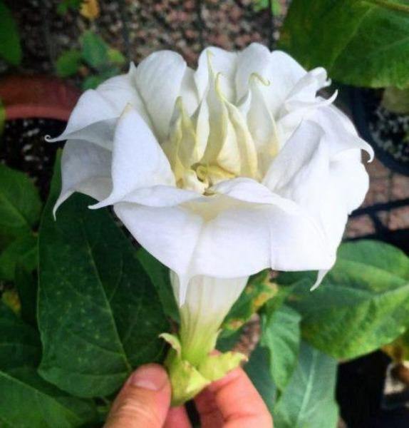 Datura metel | Double White Purity | 10 Seeds