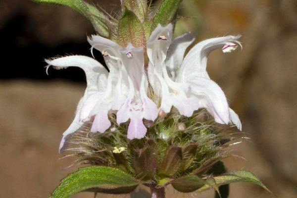 Monarda pectinata | Narrow-Leaf Bee Balm | 10 Seeds