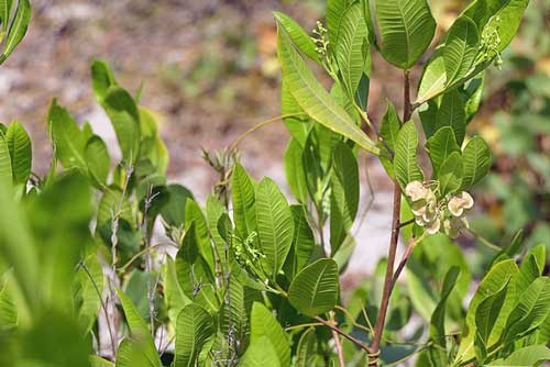 Dodonaea viscosa | Sticky Hop Bush | 50 Seeds