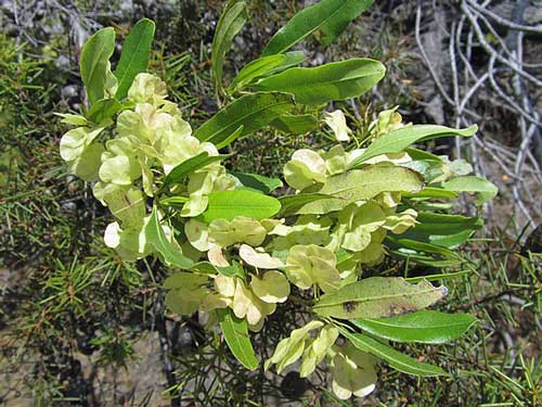 Dodonaea viscosa | Sticky Hop Bush | 50 Seeds