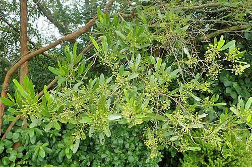 Dodonaea viscosa | Sticky Hop Bush | 50 Seeds